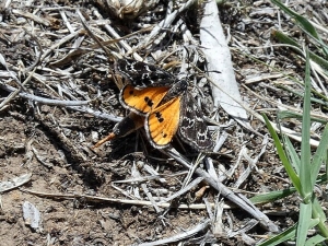 What Does the Merri Creek Have to Do With MEL? Everything! - Clear ...